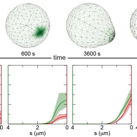 Schematic Representation Of Relevant Cell Polarization Events During Download Scientific