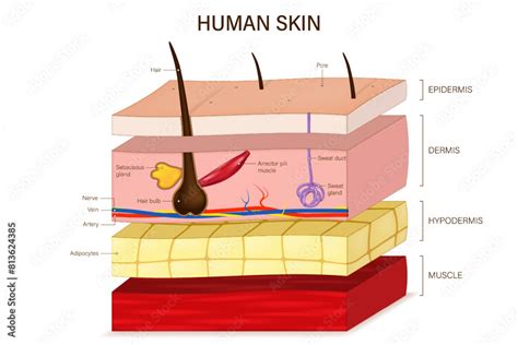 Vetor De Human Skin Anatomy Skin Layers Structure Vector Epidermis