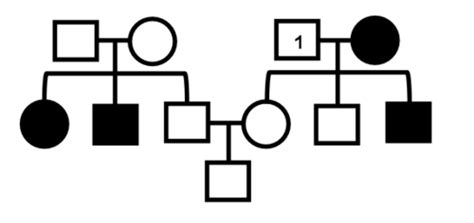 Exam 1 Genetics Flashcards Quizlet