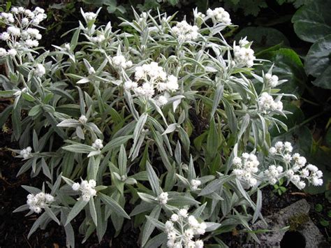 Anaphalis Triplinervis Pearly Everlasting The Old Dairy Nursery