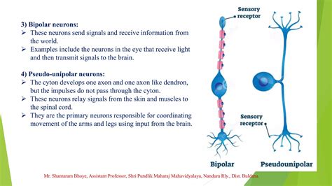Nerve Physiology And Chemical Coordination Pptx Brain And Nervous