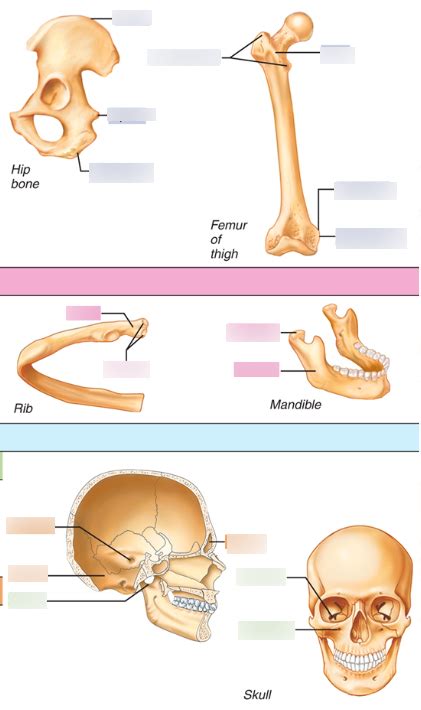 Labeling Bone Markings Diagram Quizlet