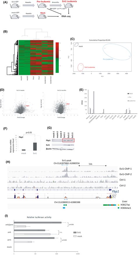 Evi1 Upregulates Fbp1 Expression A Schematic Representation Of