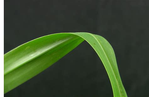 Fall Panicum Weed Identification Guide For Ontario Crops Ontarioca