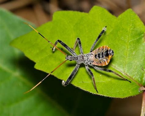 North American Wheel Bug Nymph Arilus Cristatus Bugguide Net