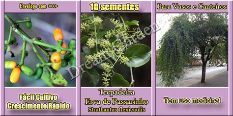 Erva De Passarinho Struthantus Flexicaulis