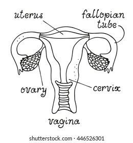 91351 Female Reproductive System Black White Royalty Free Images