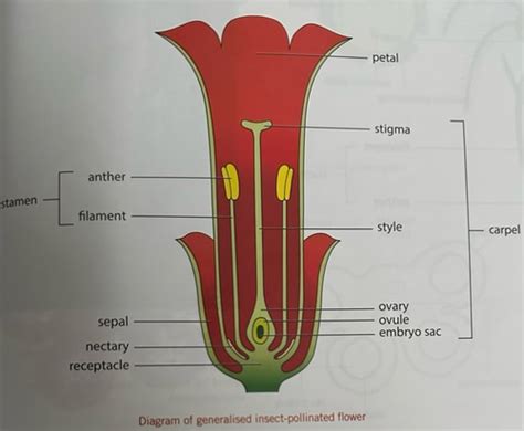 4 2 Sexual Reproduction In Plants Flashcards Quizlet