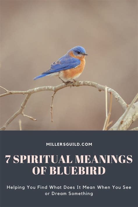 7 Spiritual Meanings Of Bluebird