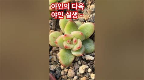 휴일 마무리 잘 하시고 꿀잠요~ 빈예서 파종이 실생 다육 다유기 다육이 다육식물 반려식물 다육판매 다육이판매 다육이키우기 다육인스타그램 매혹이 청주
