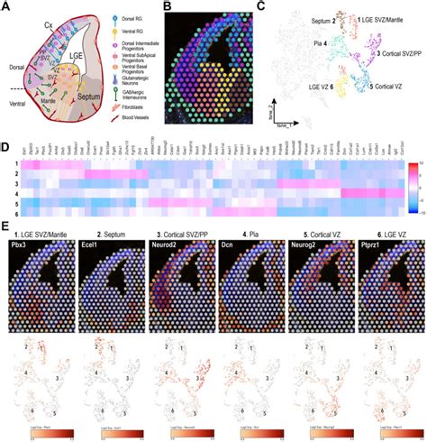 Spatial Transcriptomics Map Of The Embryonic Mouse Brain A Tool To Explore Neurogenesis Pmc