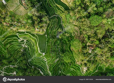 Drone View Rice Plantation Bali Path Walk Palms Rice Terraces — Stock