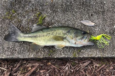 Best Largemouth Bass Lures The Anglers Guide Updated 2026 Blog