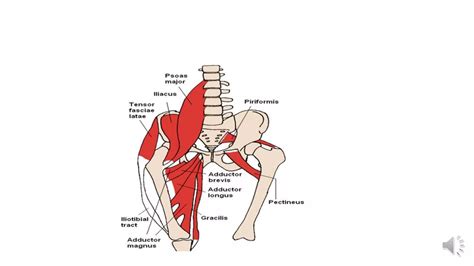Hip Joint Anatomy Part Ii Ppt