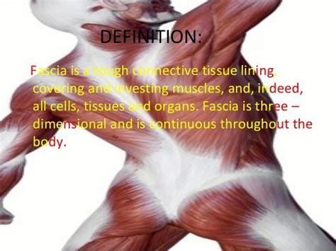 Fascia Fascinating Connective Tissue — Health And Wellness —