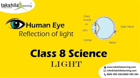 Human Eye Reflection Of The Light Class 8 Science Light Class Class 8 Science