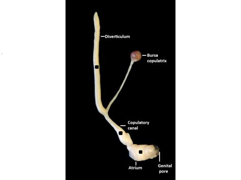 BMC Series Blog A Love Dart At The Heart Of Sexual Conflict In Snails