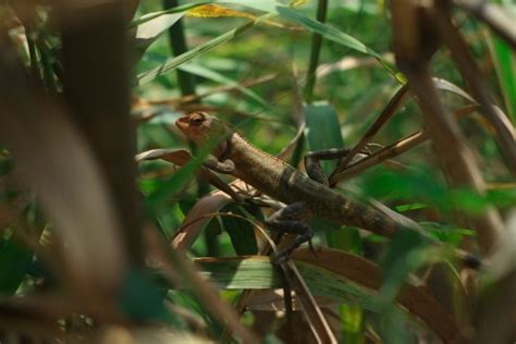 Ecosystem In A Box Cool Org