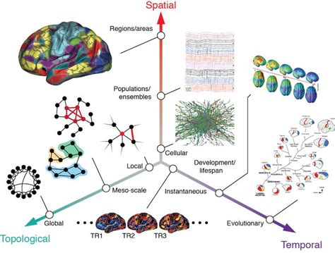 Map Of Multi Scale Brain Networks In Spatial Development