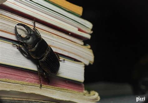 Pasindu Dilshan Abegunawaradhana On Linkedin Nature Fingertips Table Nature Interesting