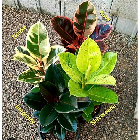 Jual Ficus Elastica Shieverana Ruby Tineke Bergundy Tanaman Hias Indoor
