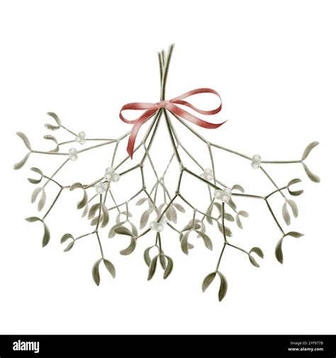 Green Mistletoe Sprigs With Small White Round Berries And Red Silk