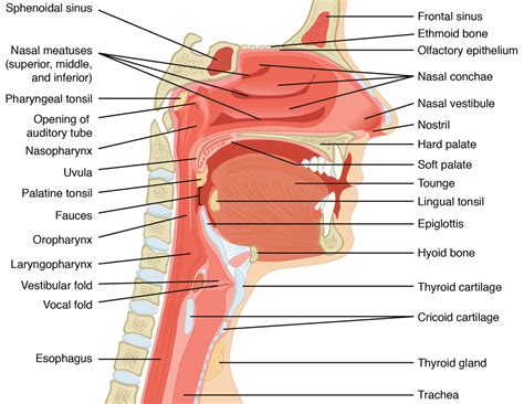 The Respiratory System Anatomy And Physiology Owlcation