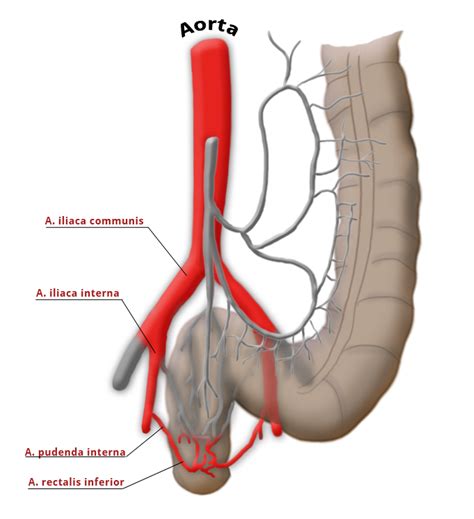 Rektum Anatomie 20 Koleksi Gambar