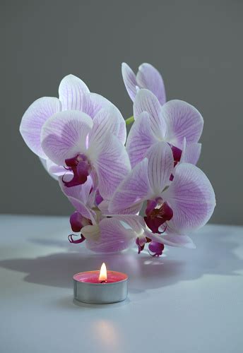 불타는 촛불을 가진 분홍색 Phalaenopsis 난초 꽃 선택적 소프트 초점 미니멀한 저녁 정물화 빛과 그림자 자연 수직 복사 공간 배경입니다 균형에 대한 스톡 사진 및