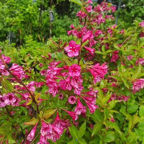 Krzewuszka Weigela Bristol Ruby 40 50cm C2