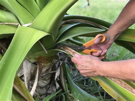 How To Grow Care For And Propagate Crinum Lily Southern Garden Nursery