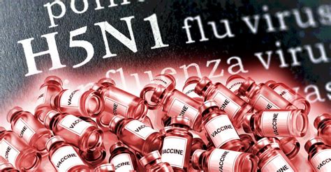Us Government Producing 4 8m Bird Flu Vaccines As 2 New Human Cases