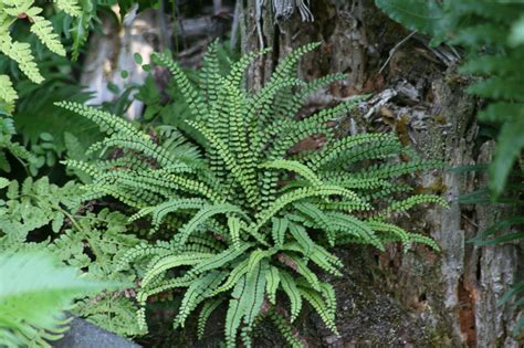 Asplenium Trichomanes Hardy Fern Foundation