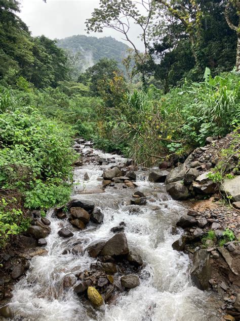 The Effect Of Discharge On Leaf Litter Decomposition In Tropical Streams Tropical Ecology