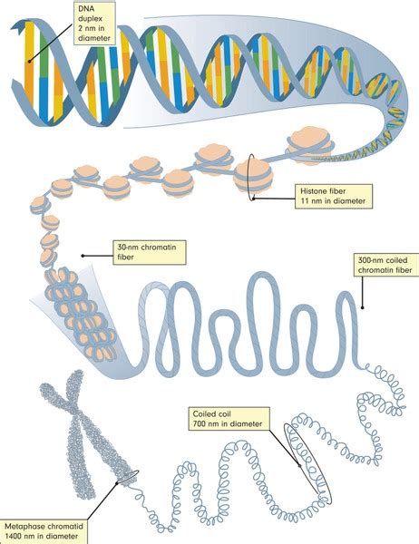 48 Dna Replication Steps 图片、库存照片、3d 物体和矢量图 Shutterstock