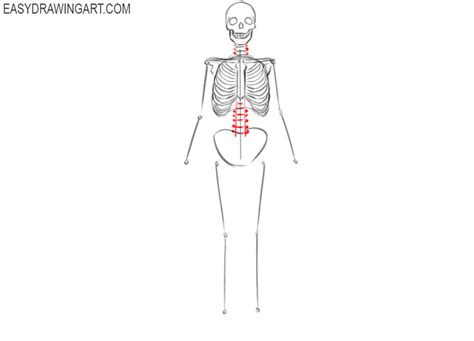 How To Draw A Skeleton Body Kilby Indart