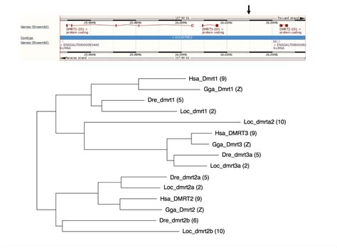 Using Filled Circles Indicate The Speciation Events