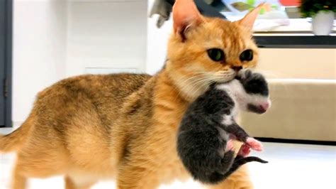 How Does A Mother Cat Carry Her Kittens At Paige Brown Blog