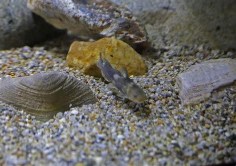 꼬치동자개 Pseudobagrus Brevicorpus 에 관하여천연기념물 제455호 우리나라 민물고기 네이버 블로그
