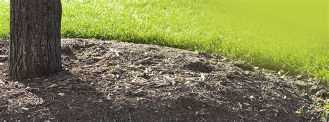 Root Collar Excavation By Bartlett Tree Experts