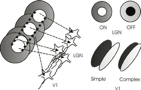 Modified Schematic On The Basis Of 8 Four Lgn Cells With Circular Download Scientific