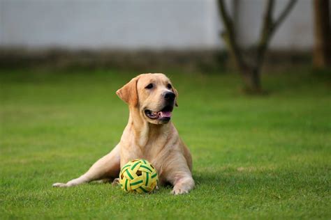 Hond Heeft Jeuk Weet Wat Je Moet Doen Entree Web