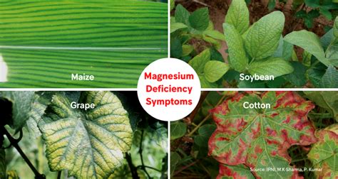 Introduction To The Magnesium Nutrient Cropnuts