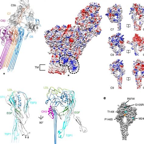 Structural Transitions Of Complement Proteins Upon Mac Assembly A Download Scientific Diagram