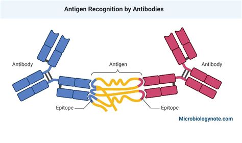 Antigen Definition Types Structure Detection Properties Biology