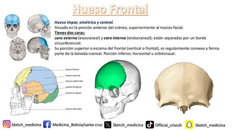 Hueso Frontal Cristhian Alejandro Canaviri Huarachi Sketch Medicina