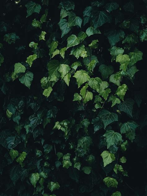녹색 잎이있는 검은 색 배경 사진 Unsplash의 무료 길란 이미지