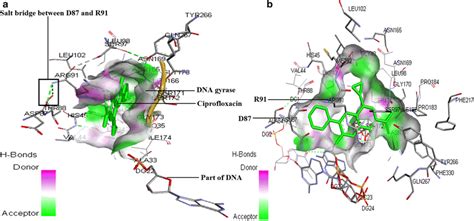 Interaction Of Ciprofloxacin In Ciprofloxacin DNA Gyrase DNA Ternary Download Scientific
