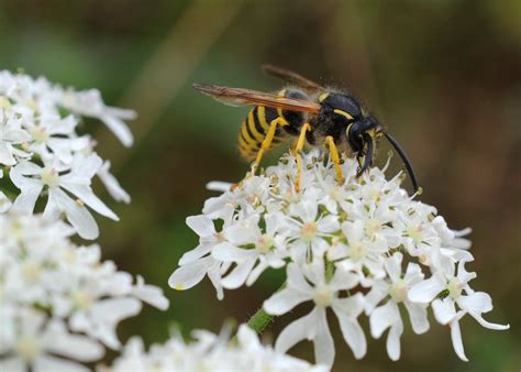 Why Does Spring Have More Pests