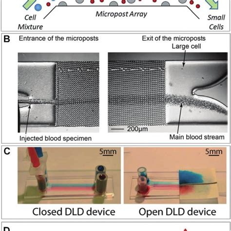 Pdf Microfluidics For Label Free Sorting Of Rare Circulating Tumor Cells